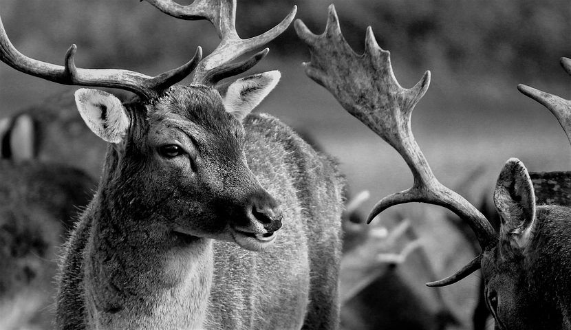 600+ Free Stag & Deer Images