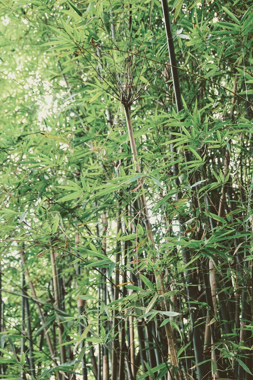 300+ Free Bamboo Leaves & Bamboo Images - Pixabay