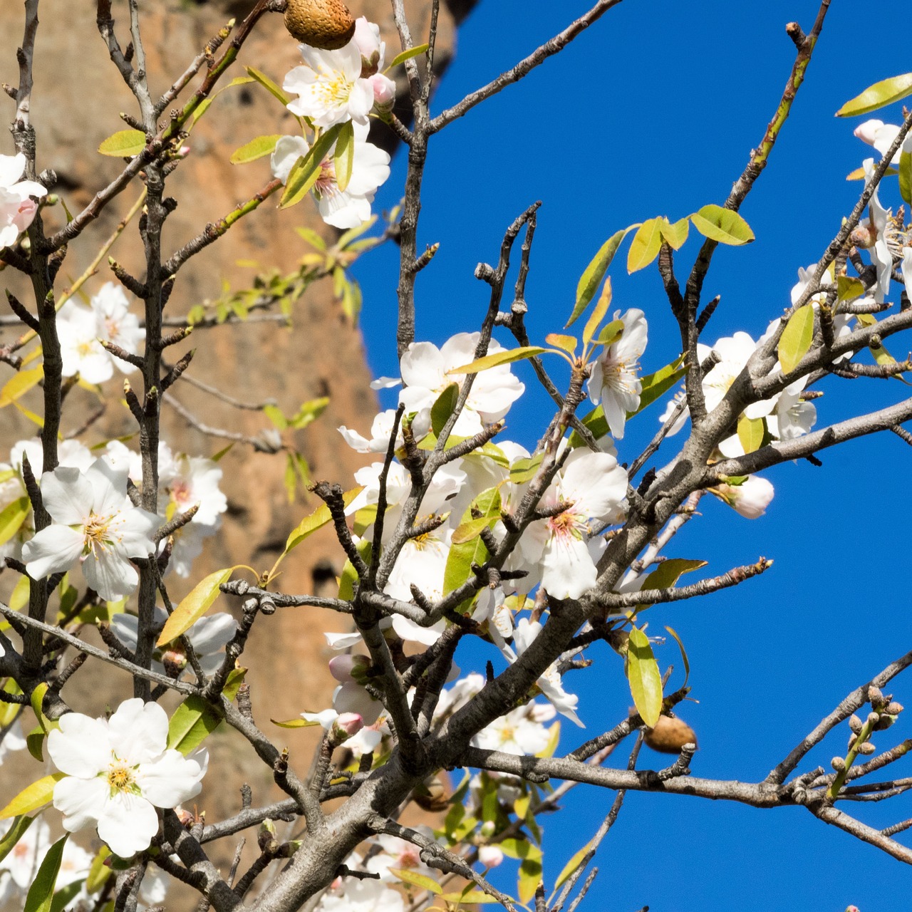 Flor De Amendoeira Primavera - Foto gratuita no Pixabay - Pixabay