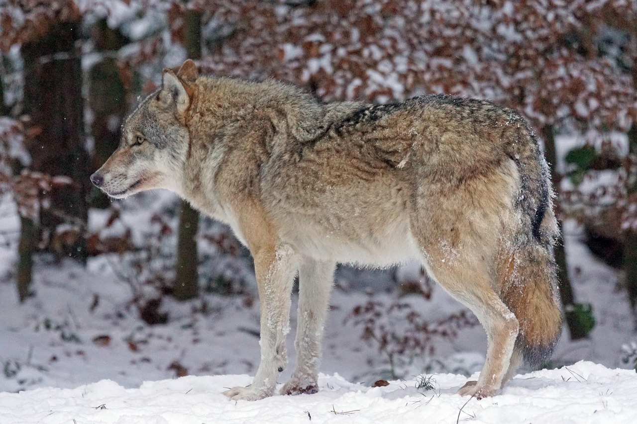 Wolf Predator Carnivores Canis - Free photo on Pixabay