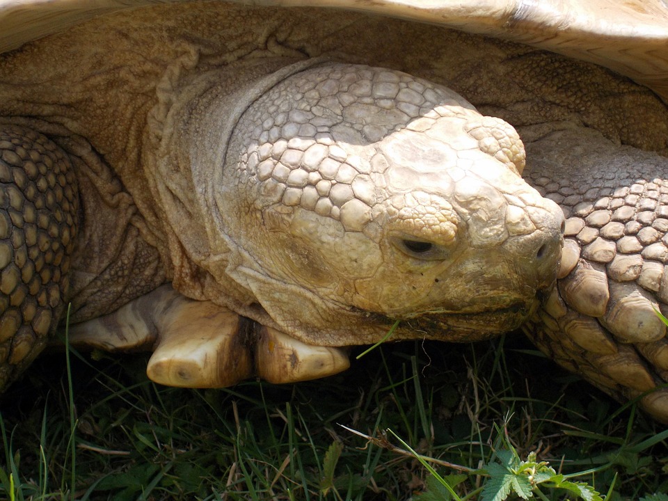 Turtle Zoo - Free photo on Pixabay - Pixabay