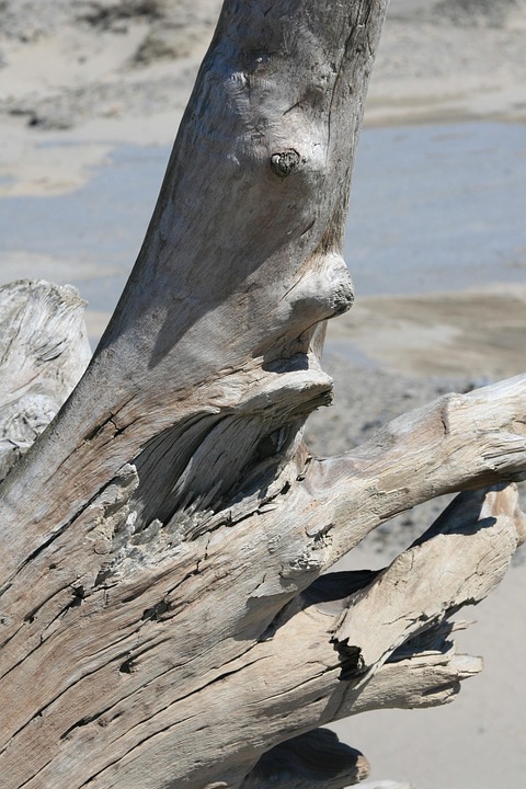 Trunk Tree Beach - Free photo on Pixabay