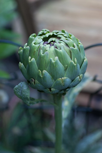 Alcachofa Flor Orgánico - Foto gratis en Pixabay