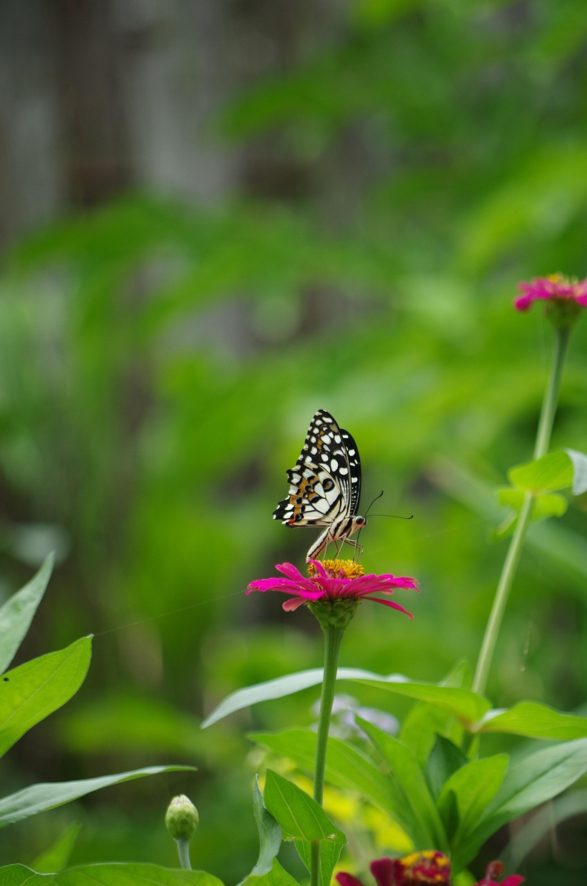 Butterfly Flower - Free photo on Pixabay - Pixabay