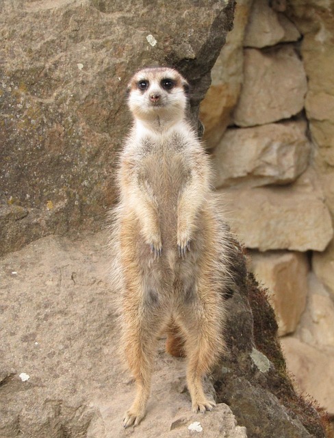 Suricata Animal Naturaleza - Foto gratis en Pixabay - Pixabay