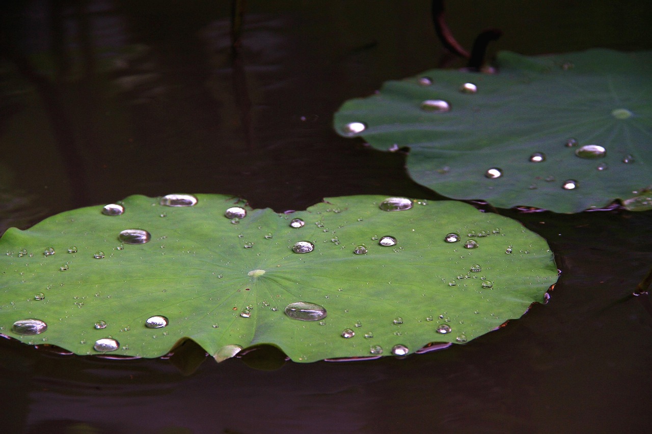 Lotus Leaf Droplets - Pixabay上的免费照片 - Pixabay