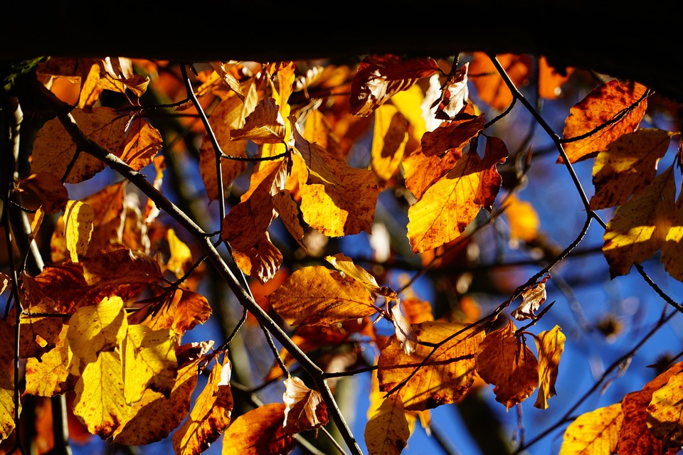 Buche Baum Herbst - Kostenloses Foto auf Pixabay