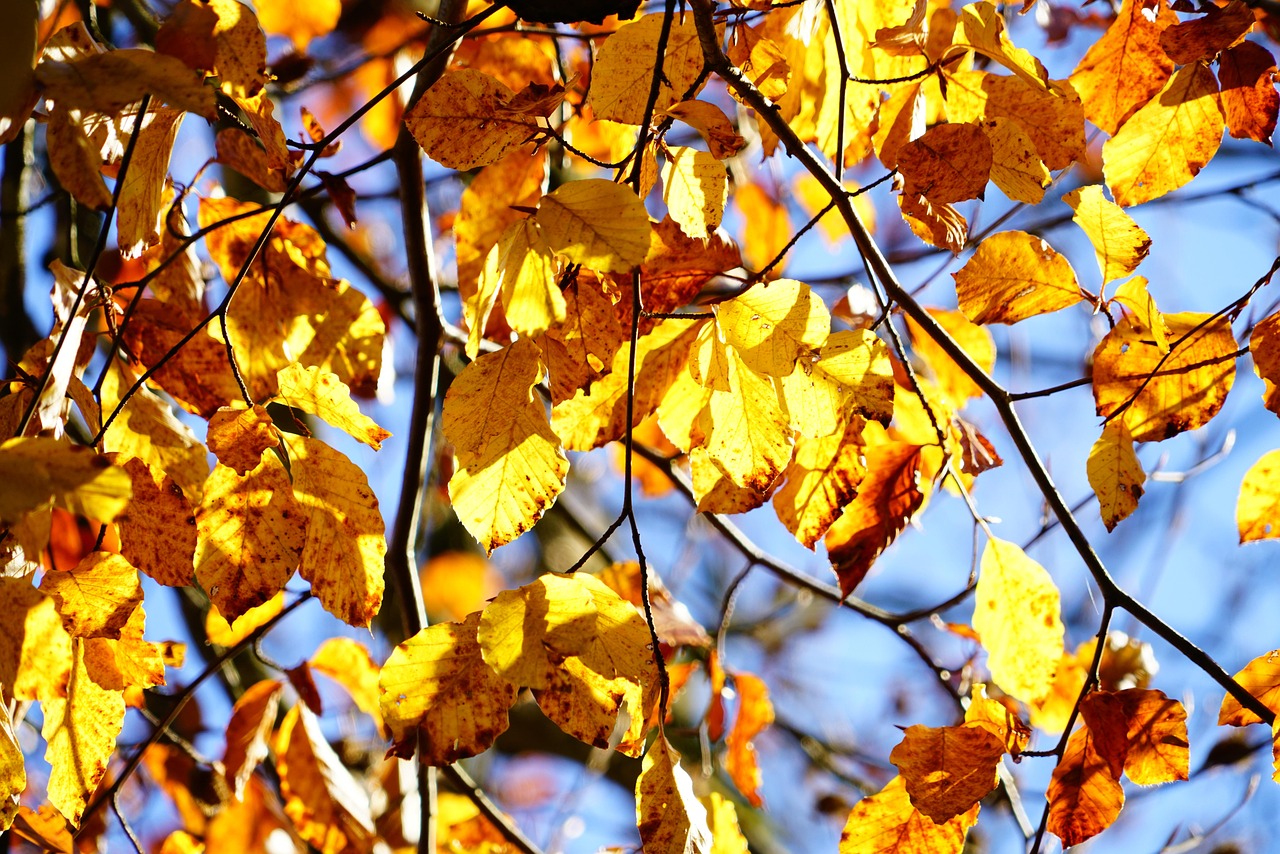 Kultainen Syksy Pyökki Puu - Ilmainen valokuva Pixabayssa - Pixabay