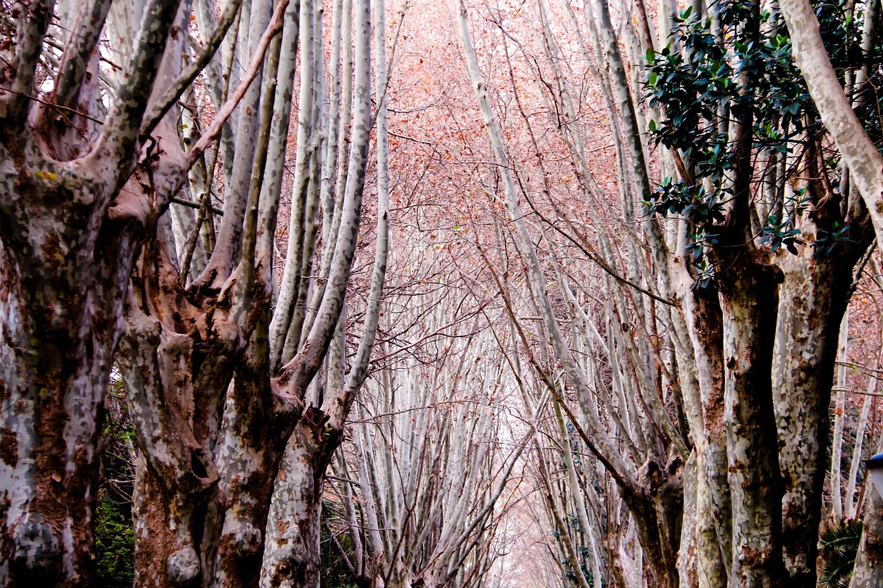 3+ Free Hammas & Alger Images - Pixabay