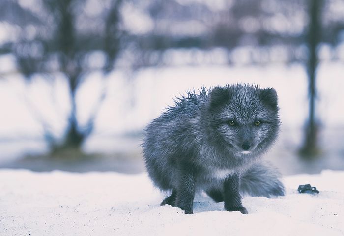 100+ kostenlose Fuchs Im Winter und Fuchs-Bilder - Pixabay