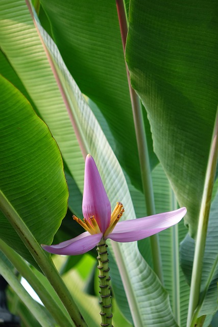 20,000+ Free Purple Bananas & Banana Images - Pixabay