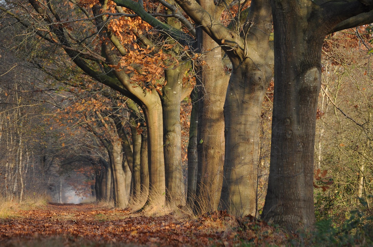 Panorama Plantas Floresta Clima De - Foto gratuita no Pixabay - Pixabay