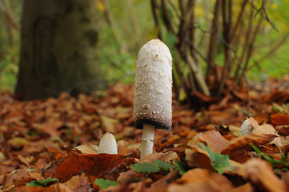 Champignon Les Plantes - Photo gratuite sur Pixabay - Pixabay