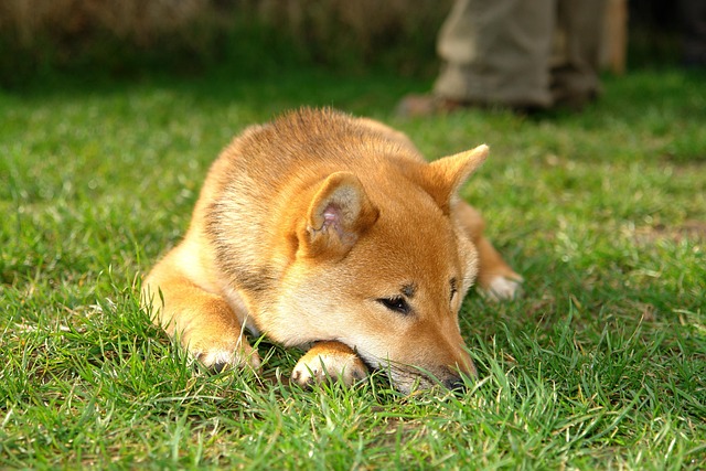 Shiba Inu Dog Close-Up - Free photo on Pixabay