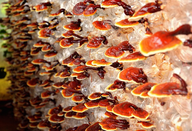Reishi Mushroom Plant - Free photo on Pixabay