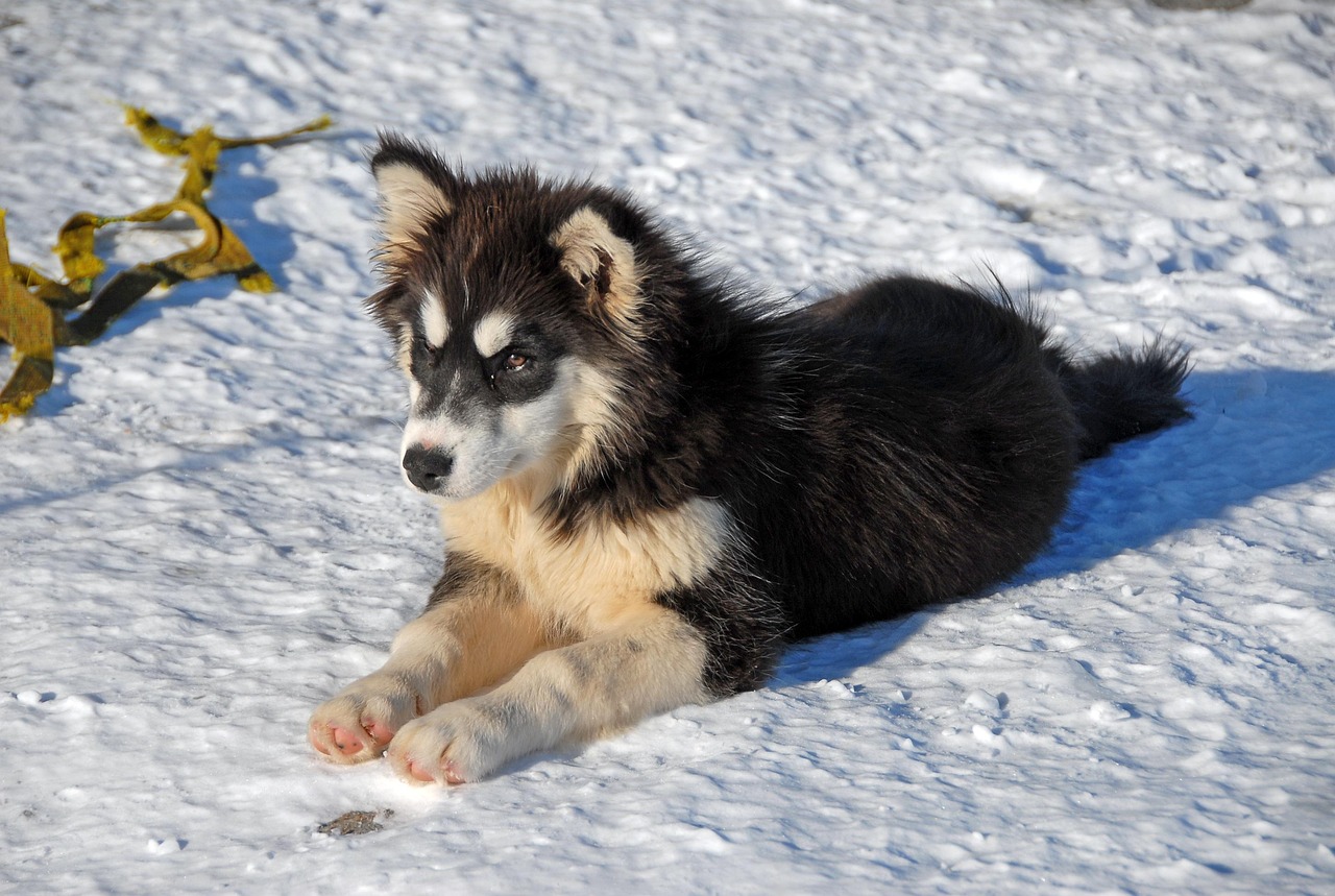 Greenland Dog - Free photo on Pixabay