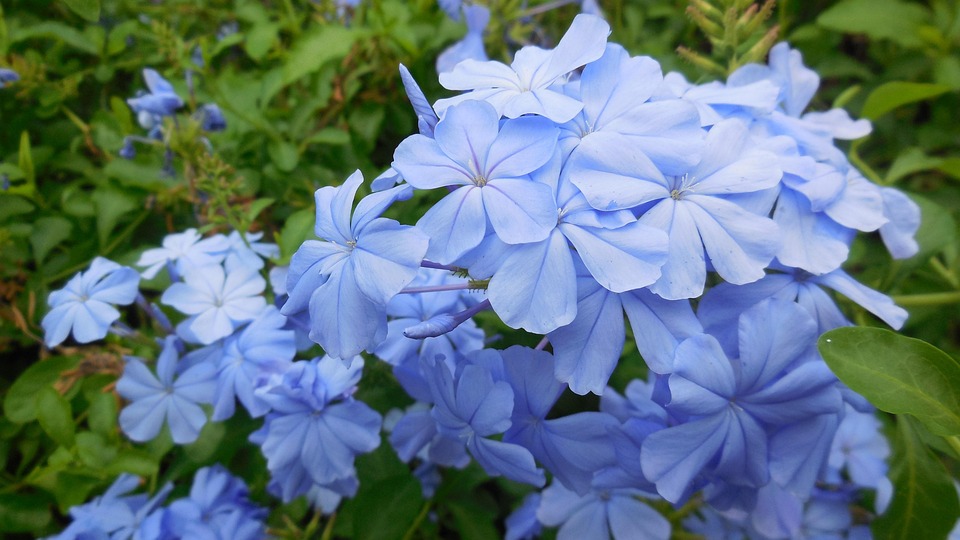 Leadwort Flower Blue - Free photo on Pixabay