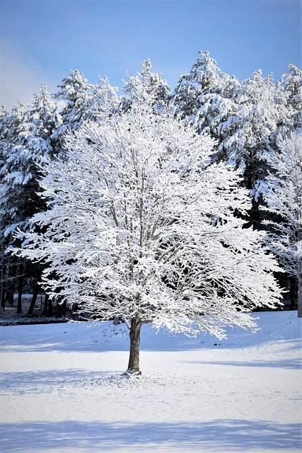 Neige Arbre Arbres D'Hiver - Photo gratuite sur Pixabay - Pixabay