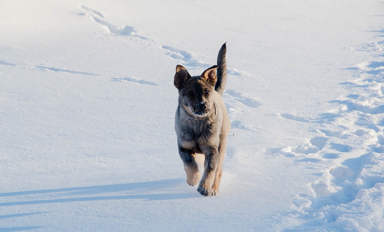 Perro Nieve Invierno - Foto gratis en Pixabay - Pixabay