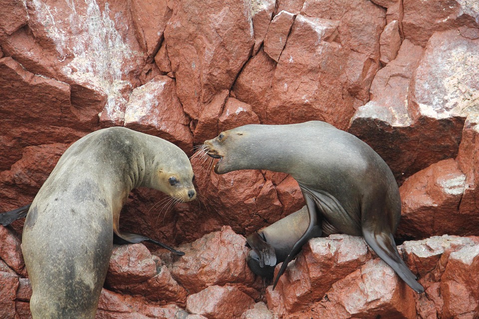 Ballestas Inseln Paracas Pisco - Kostenloses Foto auf Pixabay - Pixabay