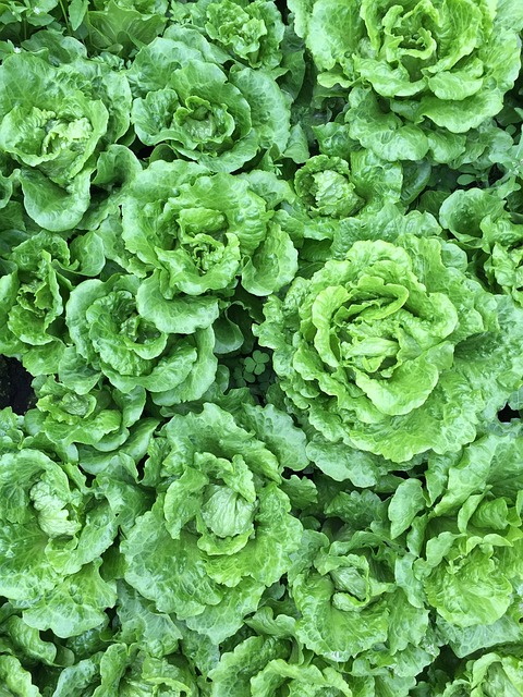 Vegetal Campo Campos De - Foto gratuita no Pixabay - Pixabay