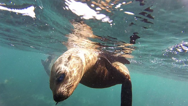 Foca Tubo Respirador Isla - Foto gratis en Pixabay - Pixabay
