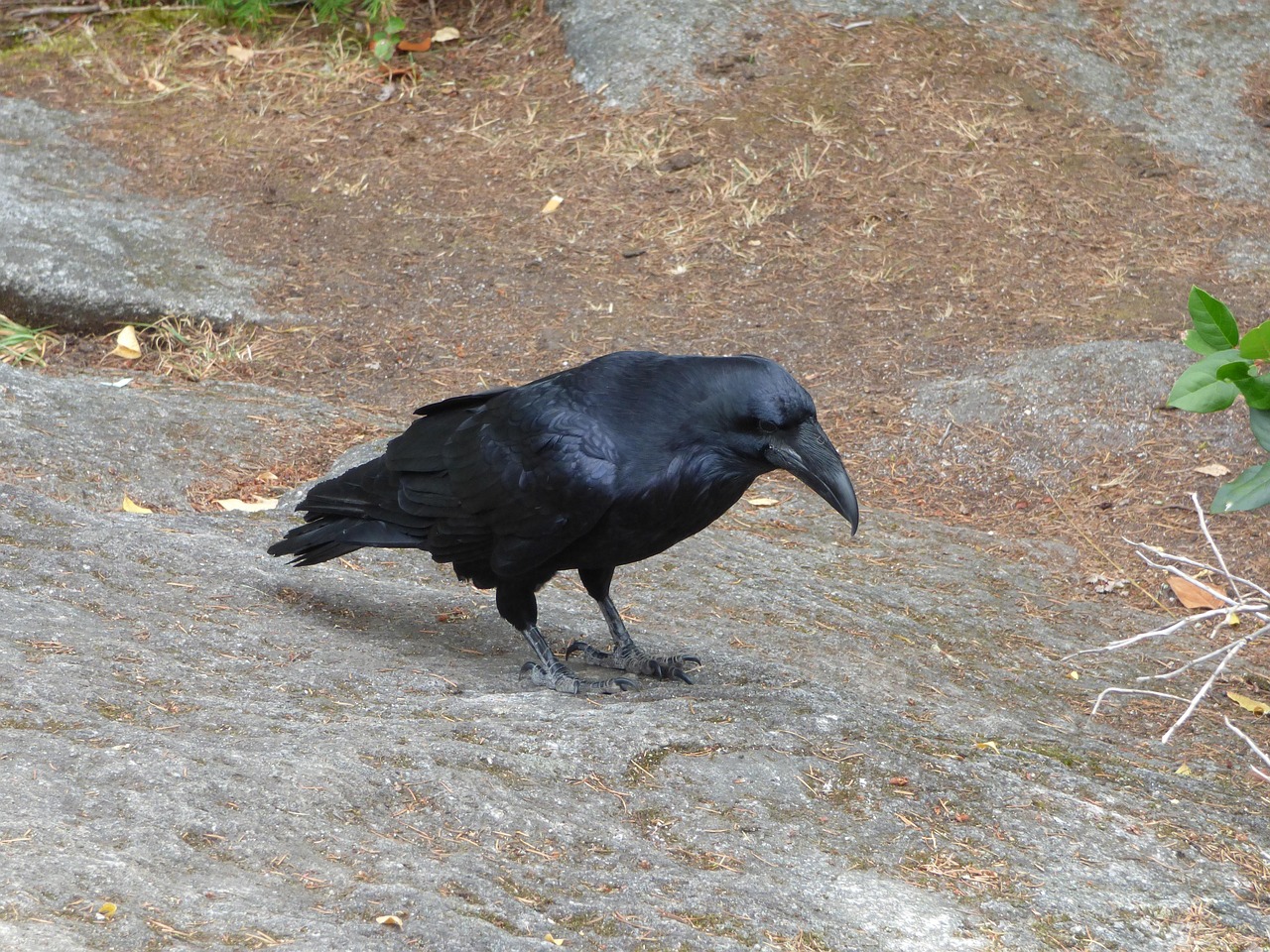 Cuervo Pájaro Rock - Foto gratis en Pixabay - Pixabay