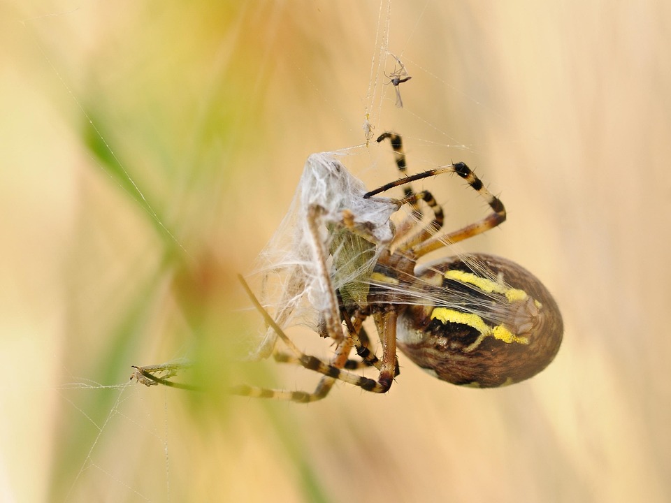 Spider Canvas Prey - Free photo on Pixabay - Pixabay