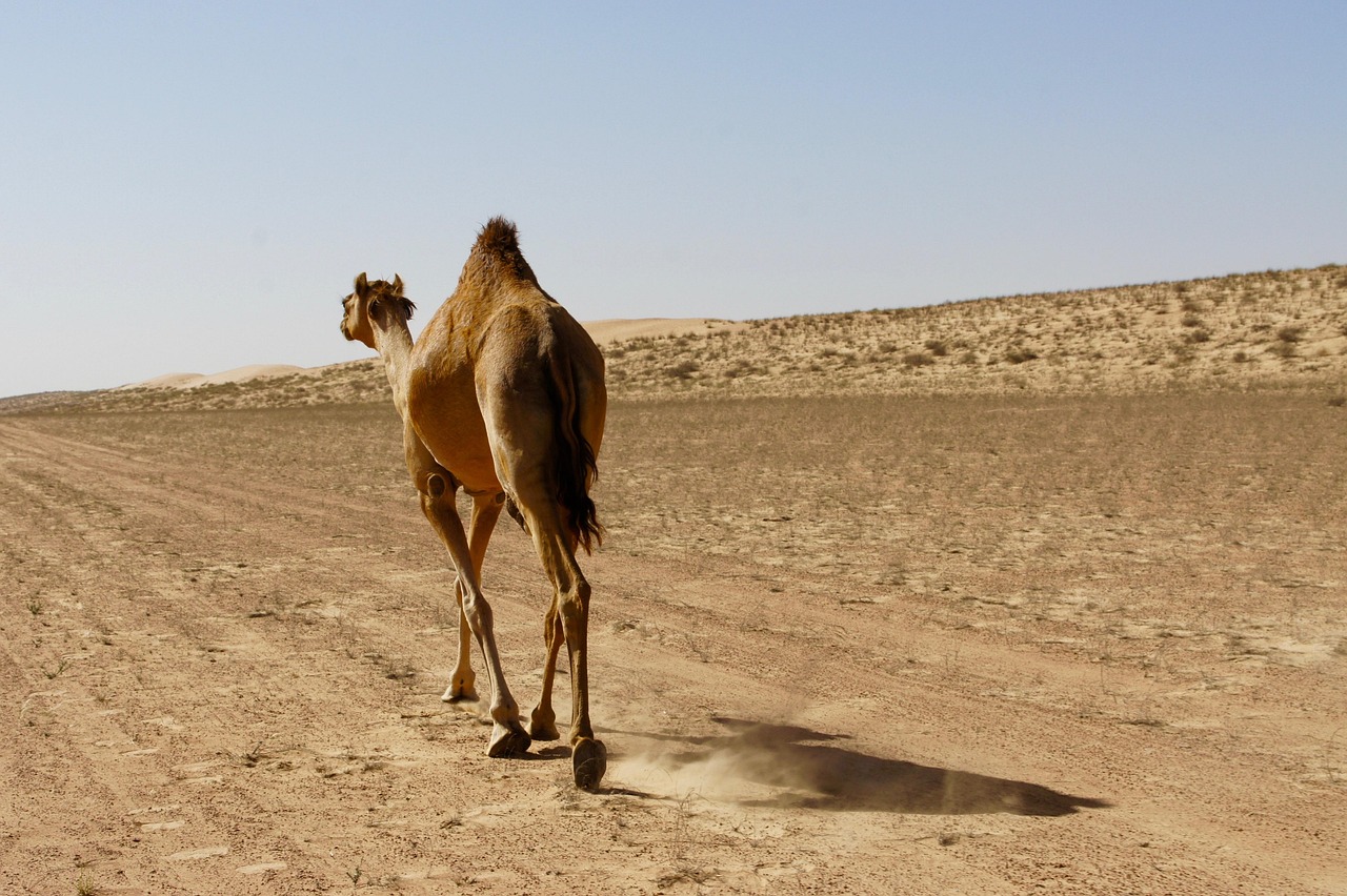 Dromedary Camel Desert - Free photo on Pixabay - Pixabay