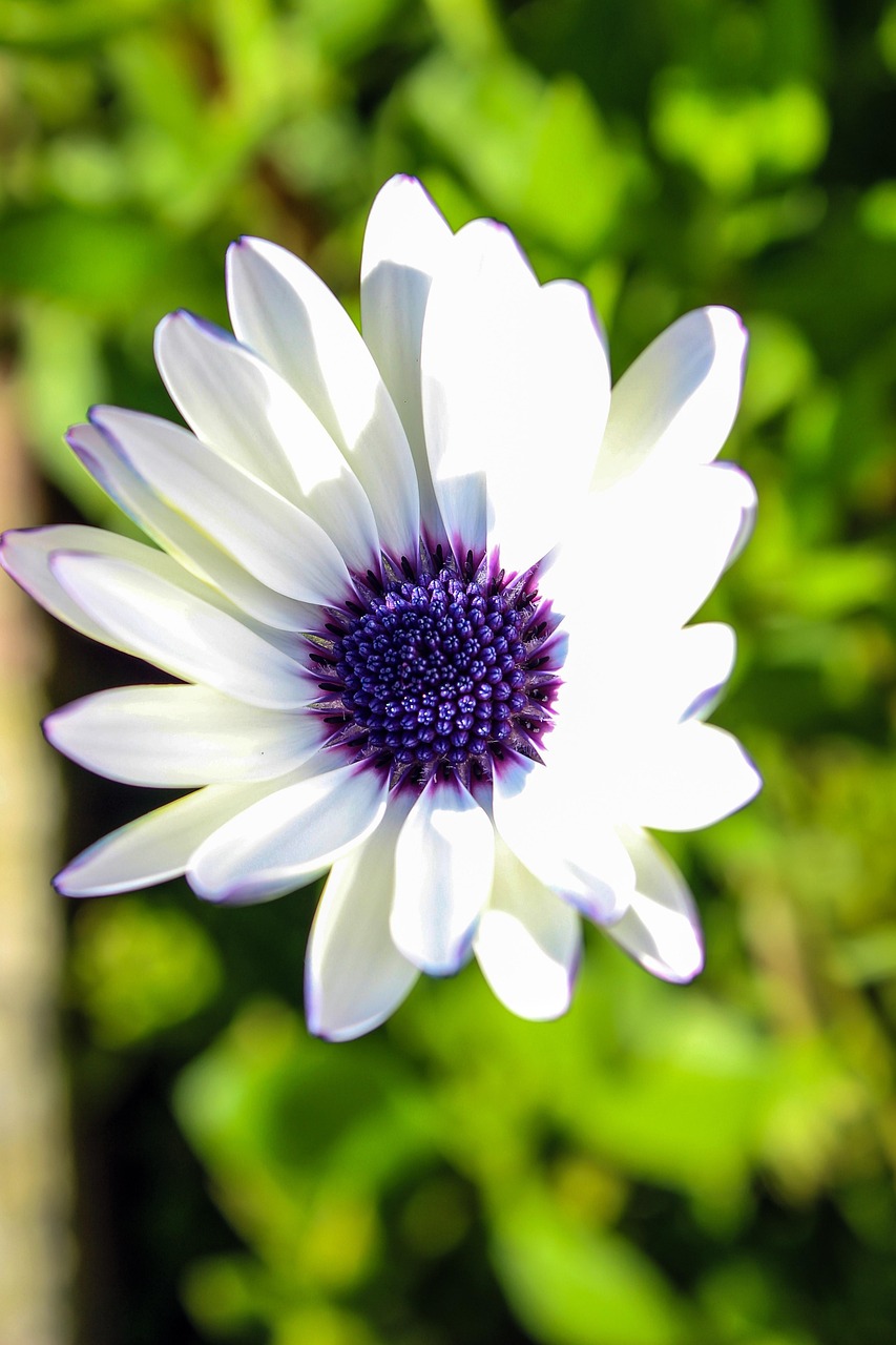 Fleur Violet Nature - Photo gratuite sur Pixabay - Pixabay