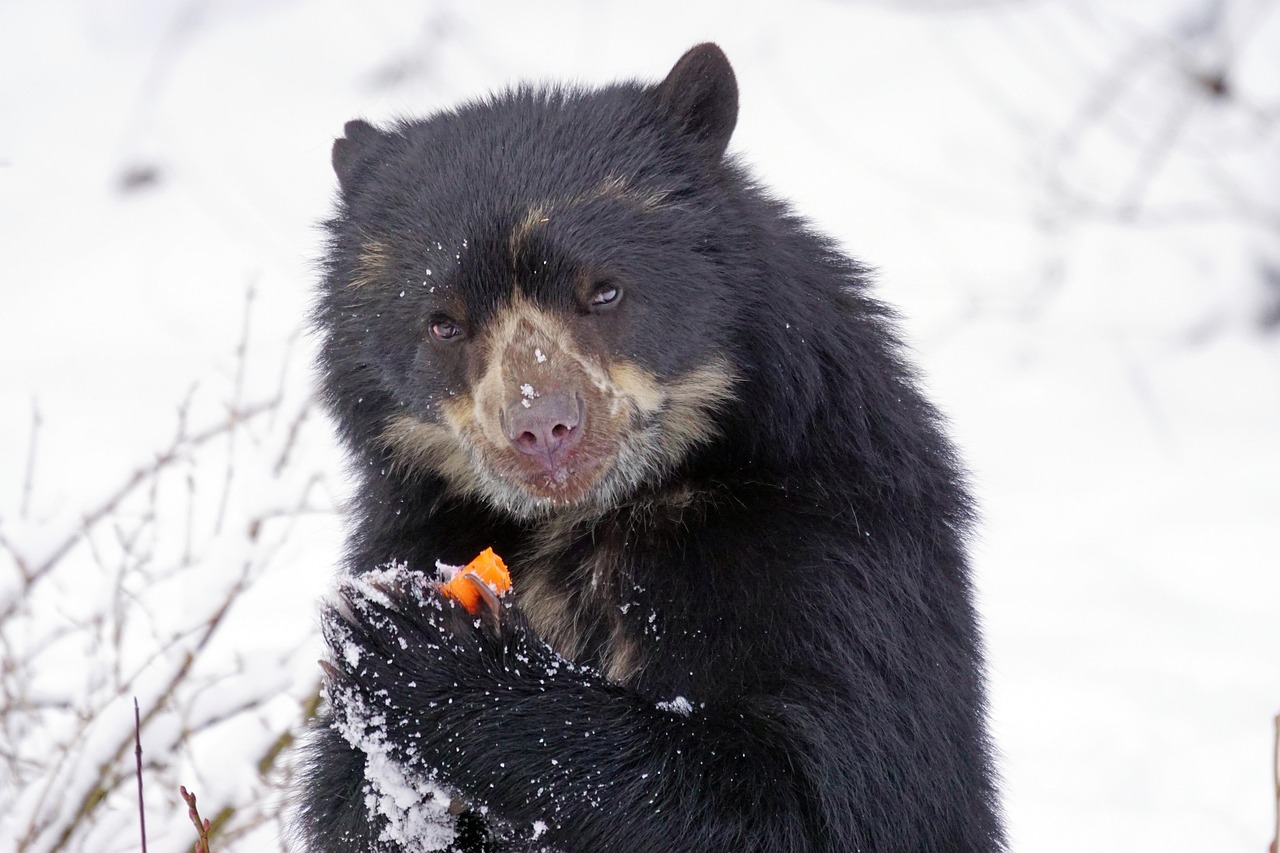 7,000+ Bear Pictures & Images [HD] - Pixabay