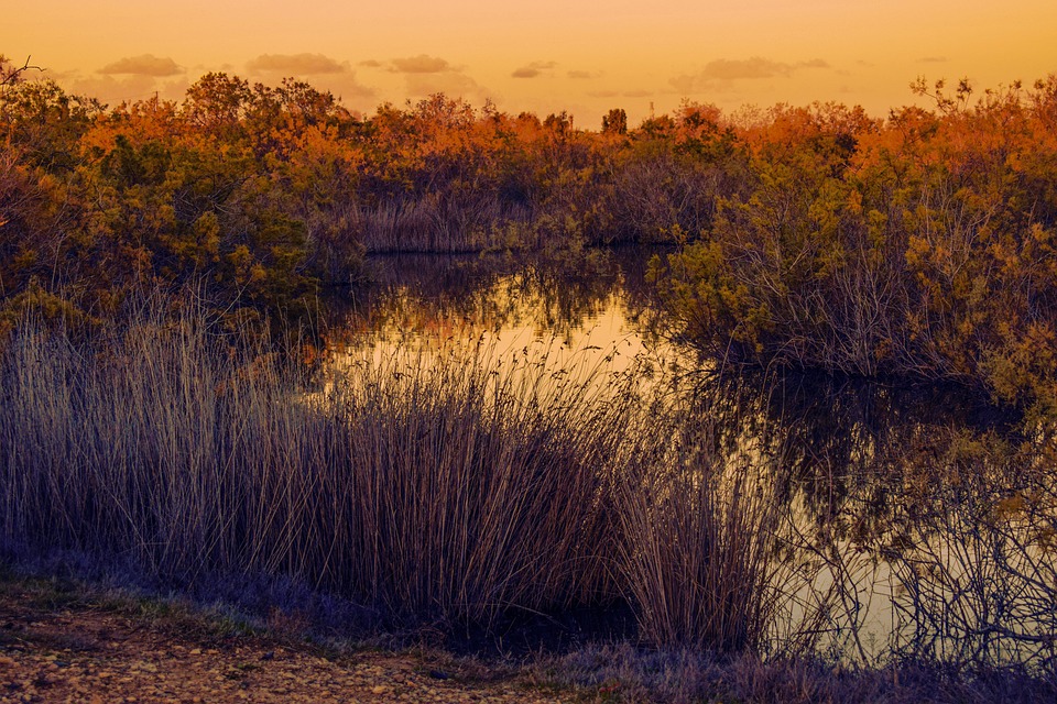Lake Swamp Nature - Free photo on Pixabay