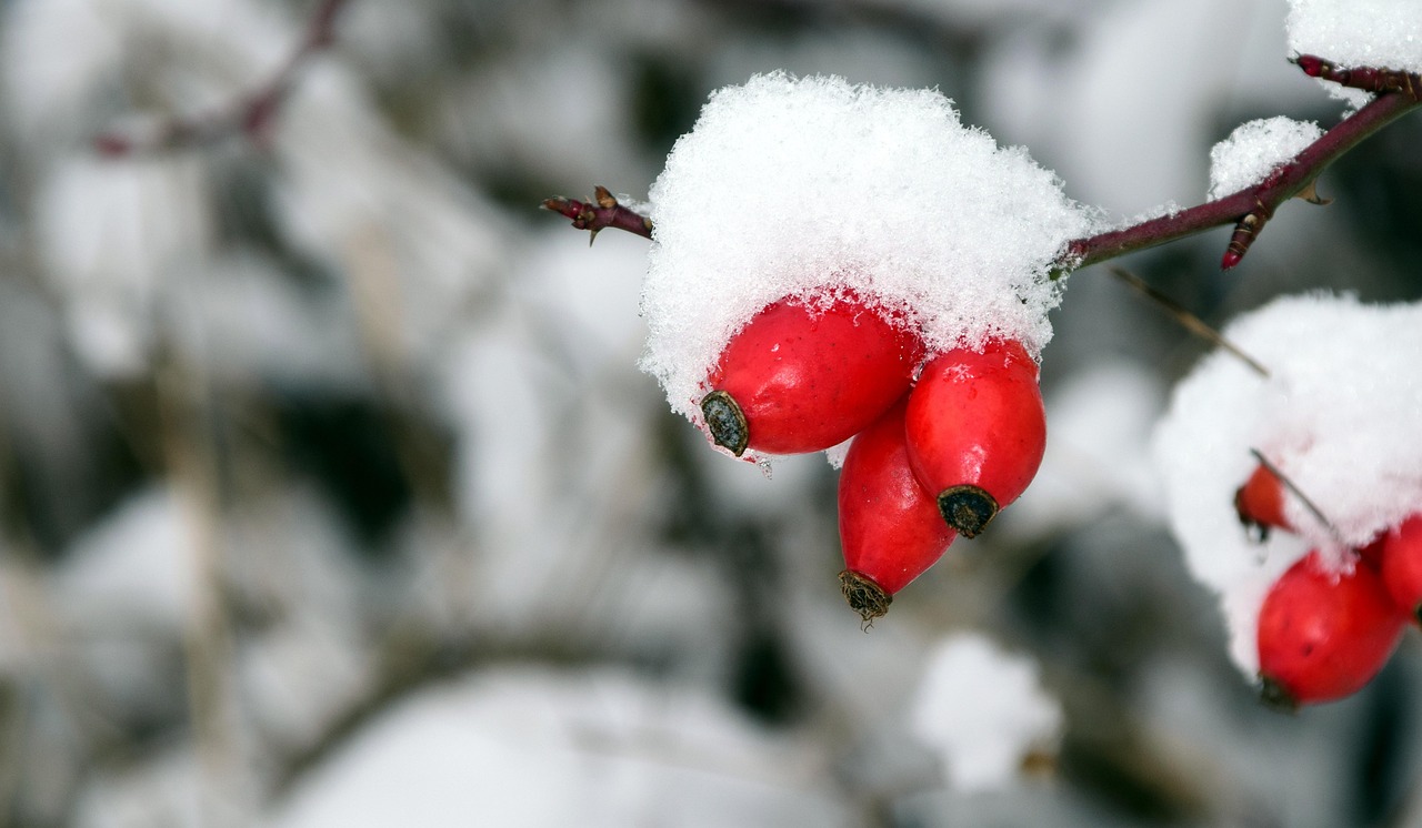 Rose Hip Winter Cold Ice - Free photo on Pixabay - Pixabay