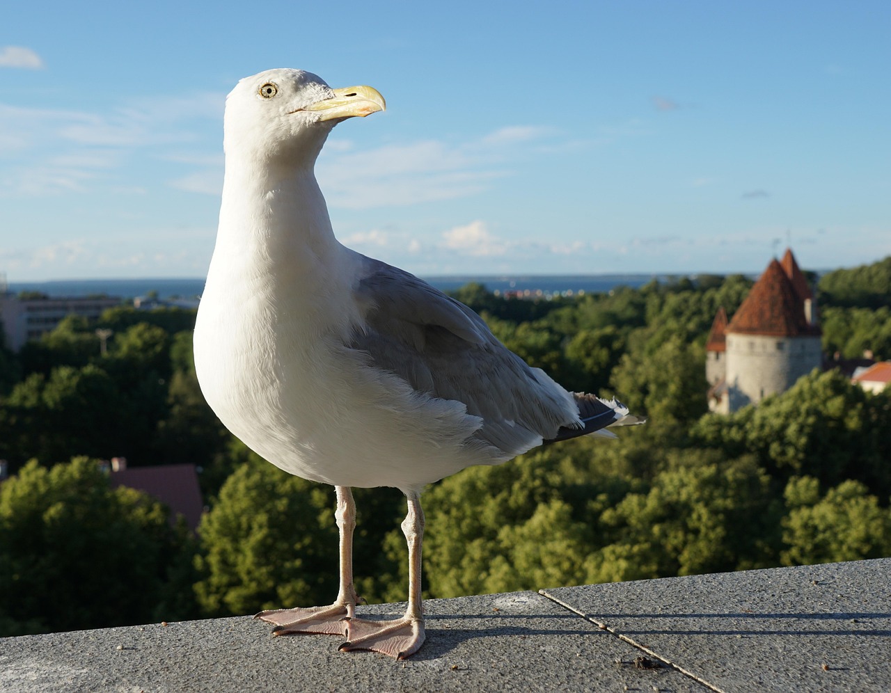Seagull Nature Summer - Free photo on Pixabay
