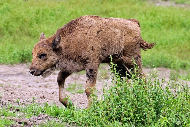 Zoo Brezo De Lüneburg Bisonte - Foto gratis en Pixabay - Pixabay