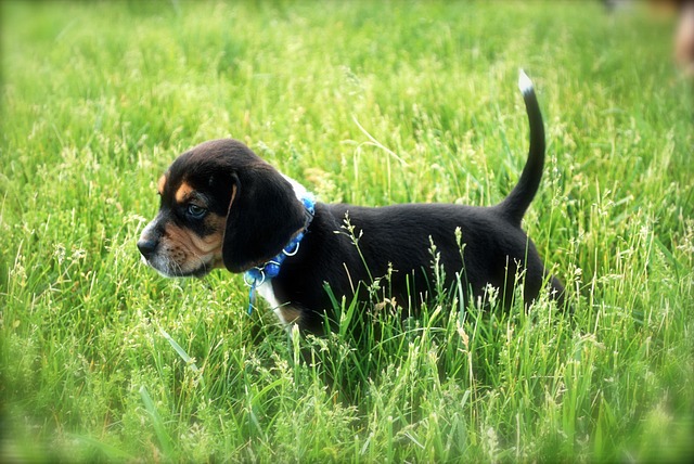 Perro Beagle - Foto gratis en Pixabay - Pixabay