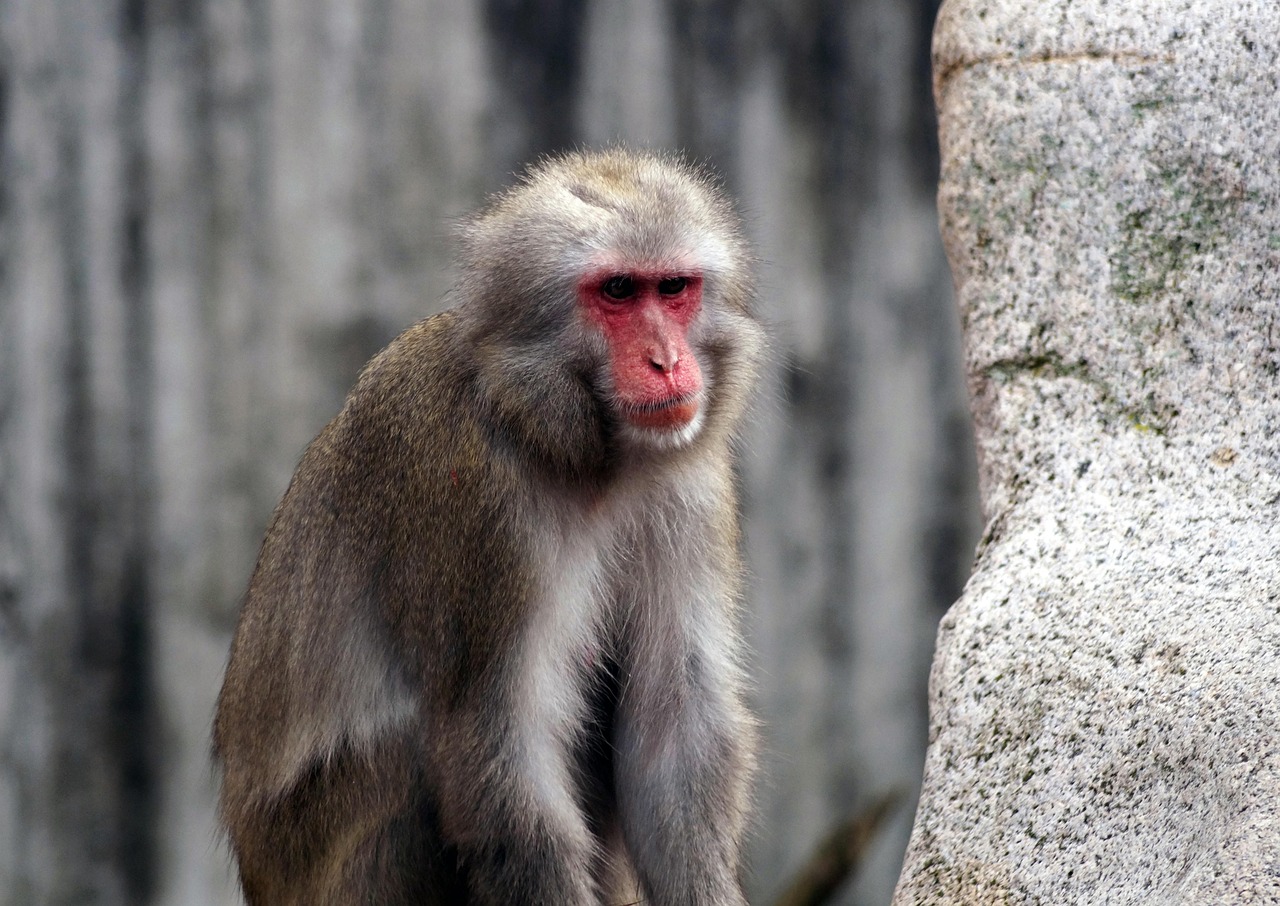 10,000+ Free ลิงทโมน & Monkey Images - Pixabay