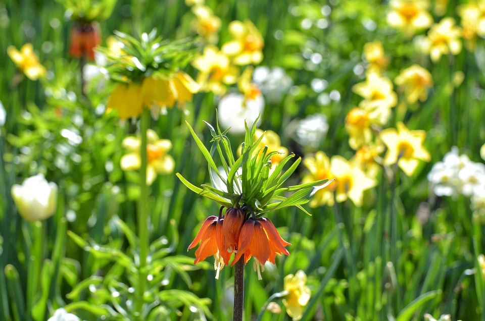 Imperial Crown Spring Flower - Free photo on Pixabay - Pixabay