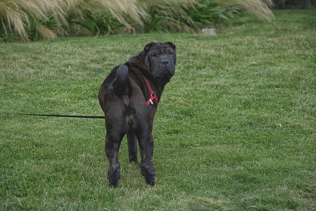 Perro Charpei Canino - Foto gratis en Pixabay - Pixabay