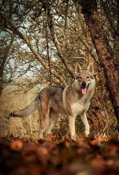 Pet Dog Drink Nature - Free photo on Pixabay