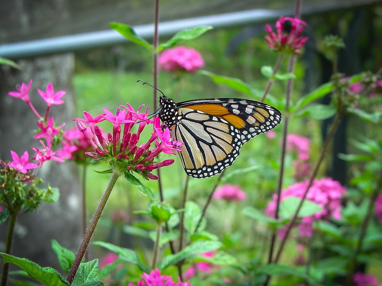 30,000+ Free Monarch Butterfly & Monarch Images - Pixabay