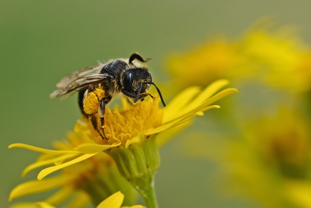 Bee Insect Macro - Free photo on Pixabay - Pixabay