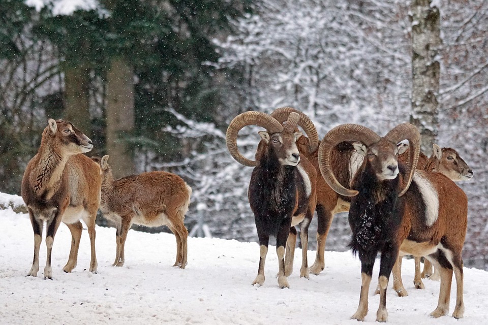 Mouflon Horned Ruminant - Free photo on Pixabay