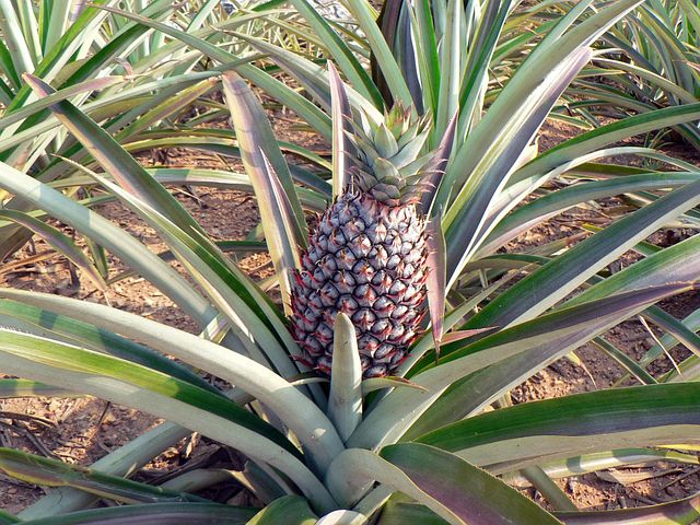 Plus de 7 images de Champ Ananas et de Agriculture - Pixabay