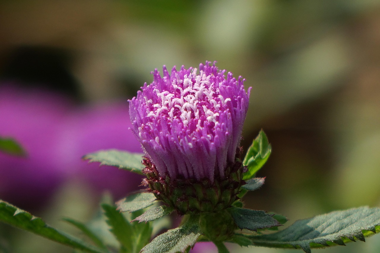 Blue Crown Daisy Park Ju Ground - Free photo on Pixabay - Pixabay