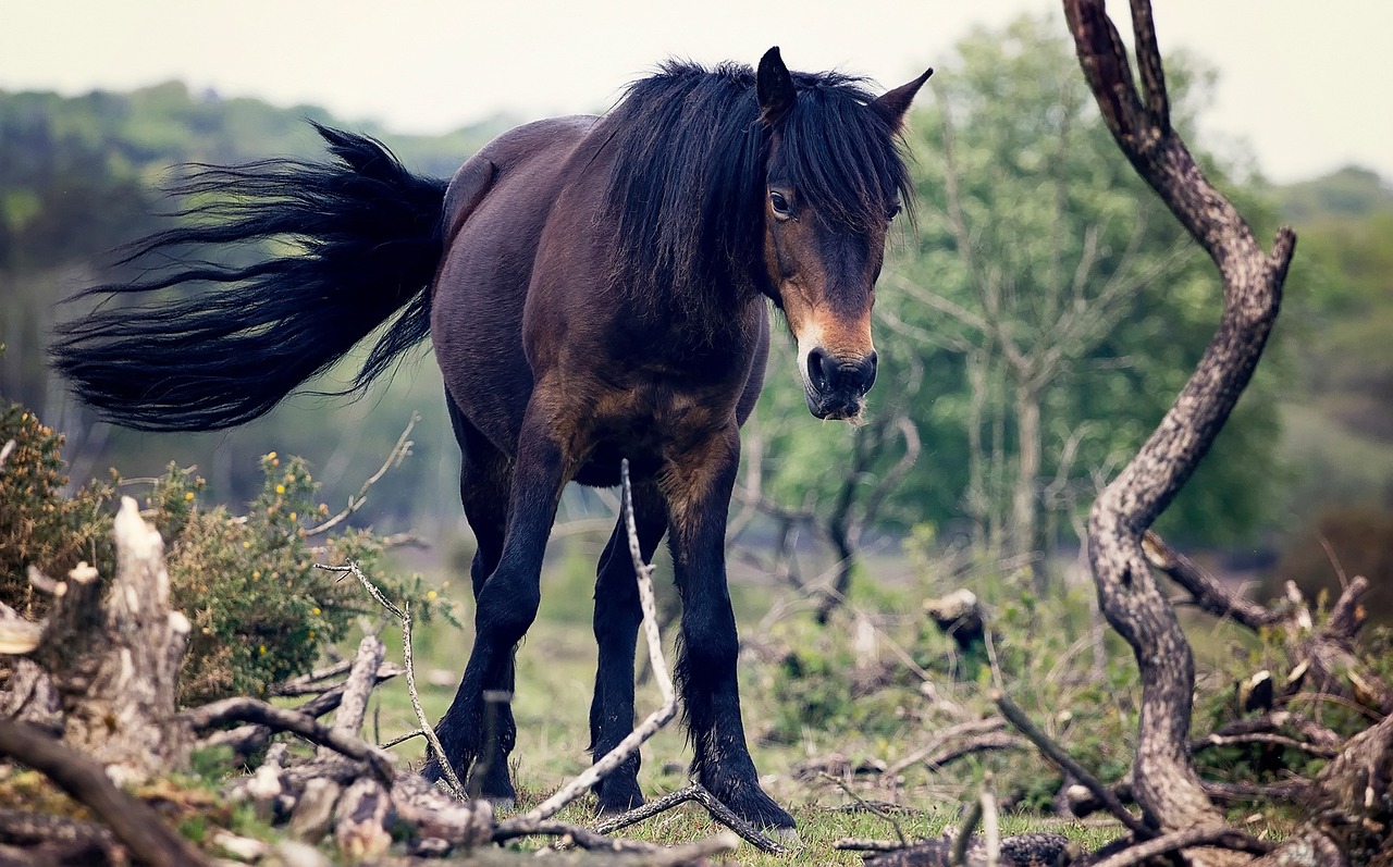 Cheval Animal Paysage - Photo gratuite sur Pixabay - Pixabay
