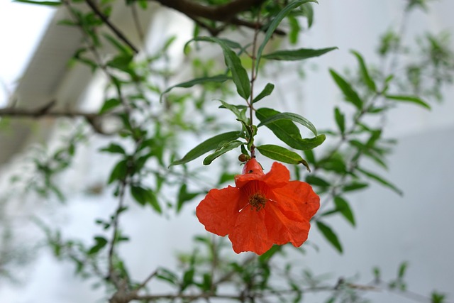 Flor Granada Punica Granatum L - Foto gratis en Pixabay - Pixabay