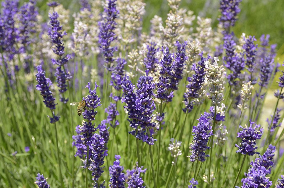 Lavender Bunga Padang Rumput - Foto gratis di Pixabay - Pixabay