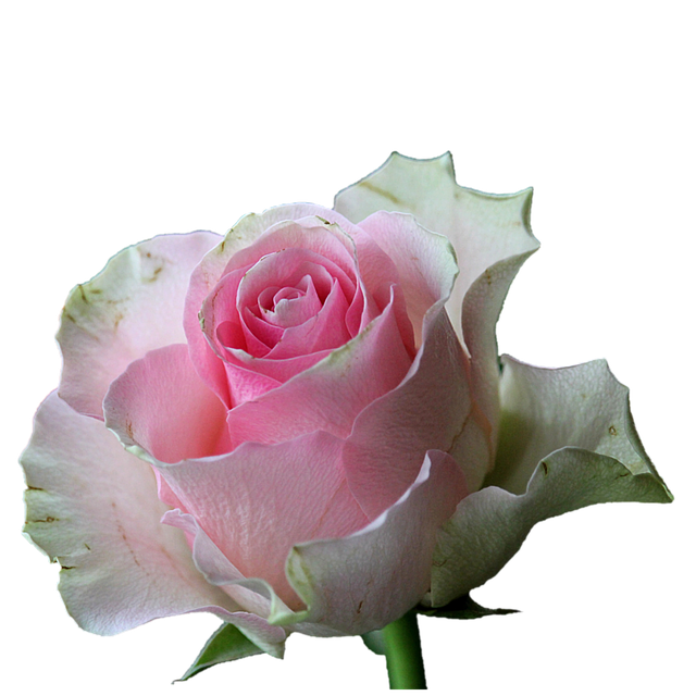 70,000+ Free Transparent Rose & Rose Images - Pixabay
