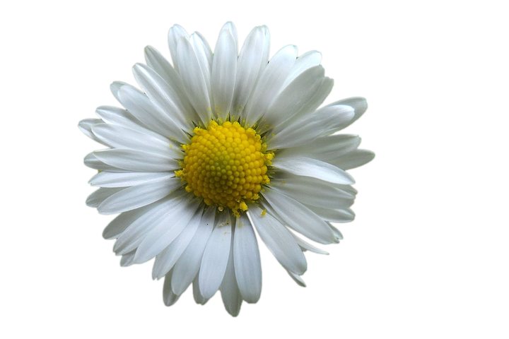 Plus de 6 000 images de Fleur Blanche et de Fleur - Pixabay